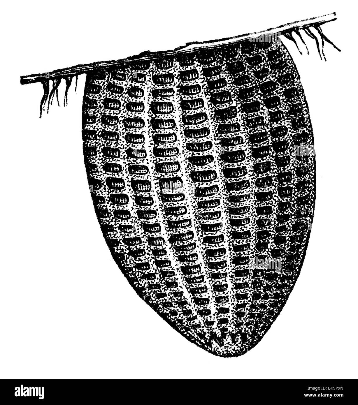 Butterfly and eggs Black and White Stock Photos & Images - Alamy