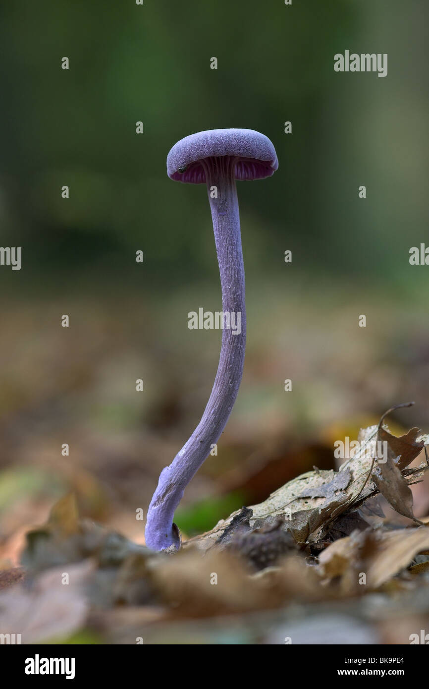 Amethyst Deceiver on forest floor Stock Photo - Alamy