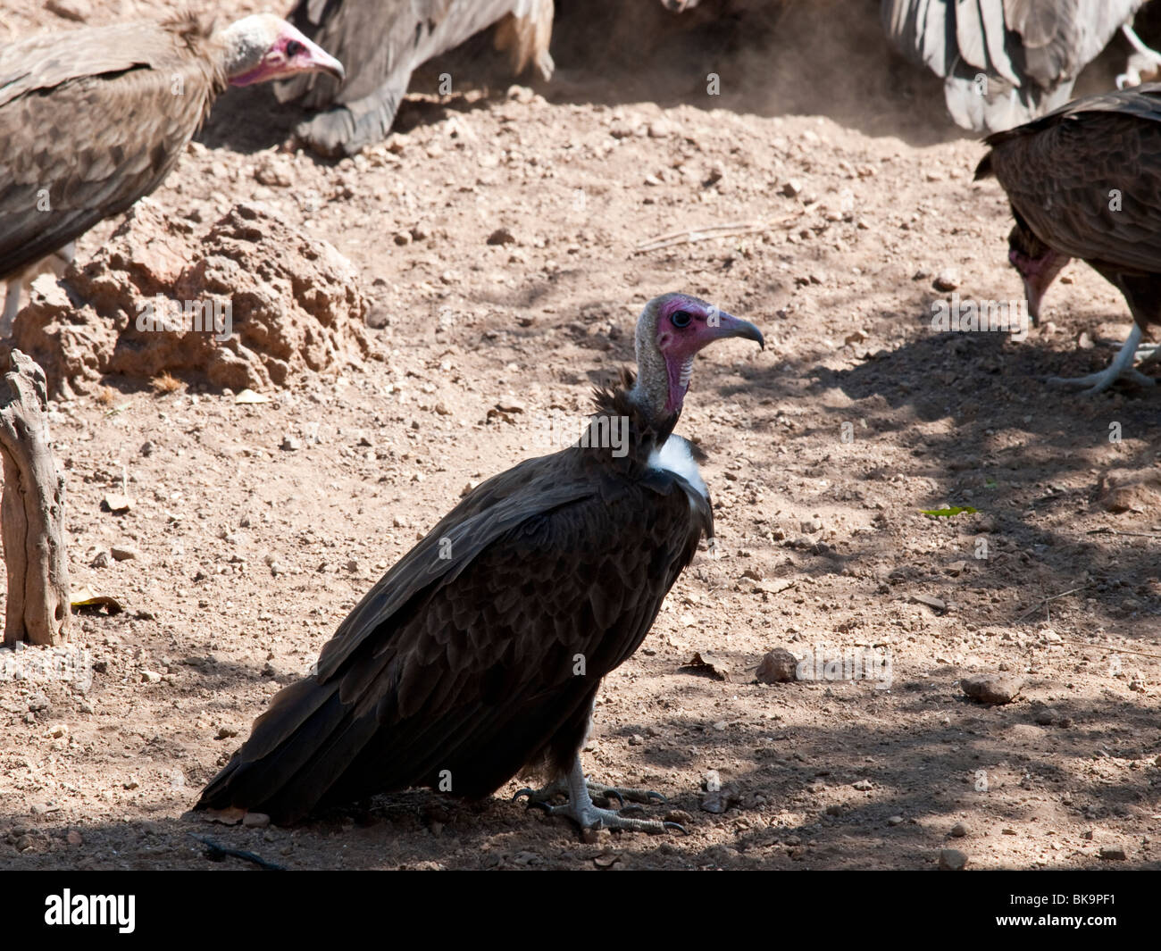 Vultures at feeding time Stock Photo - Alamy