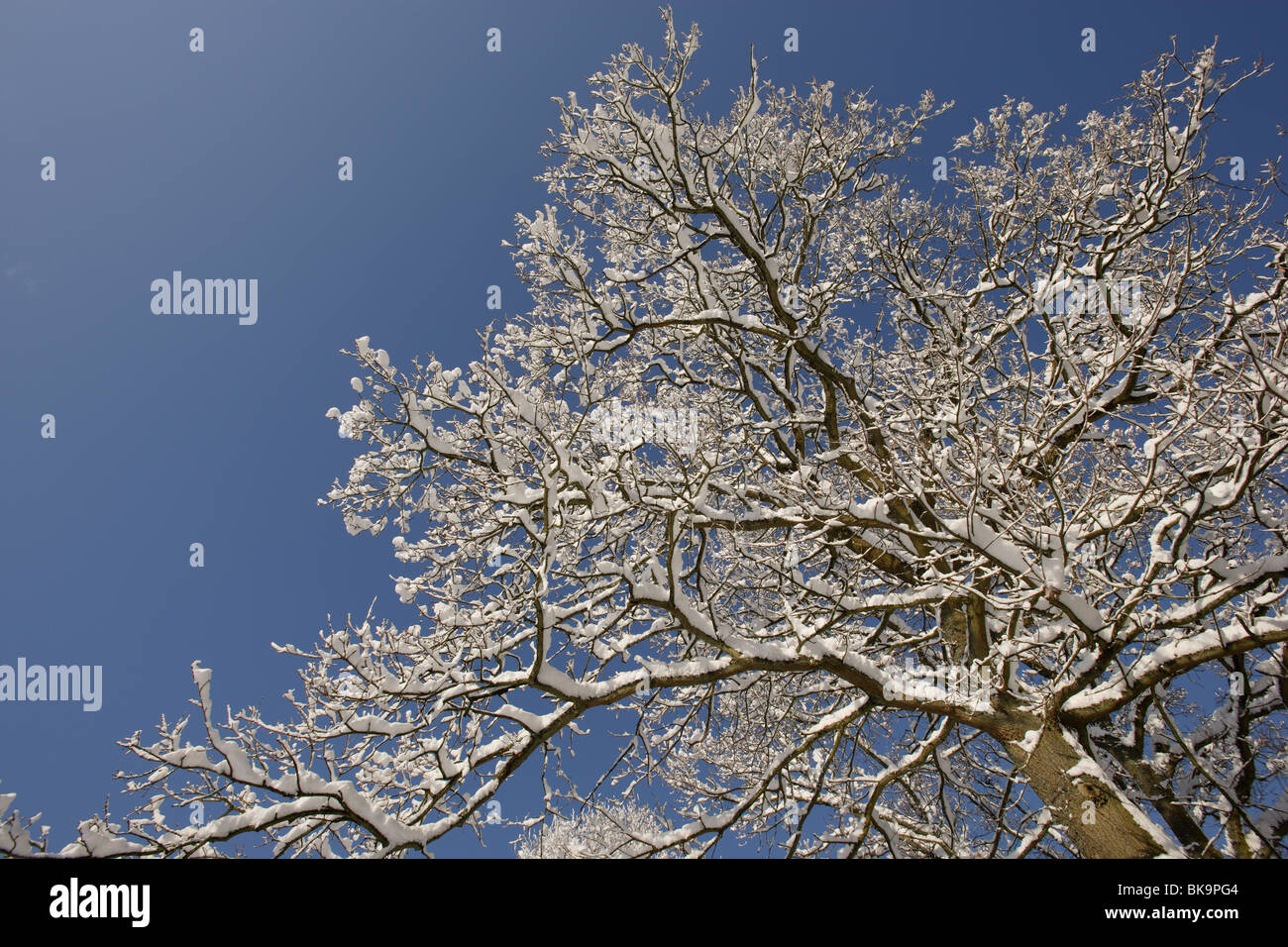 Wintry oak tree with snow and blue sky Stock Photo - Alamy