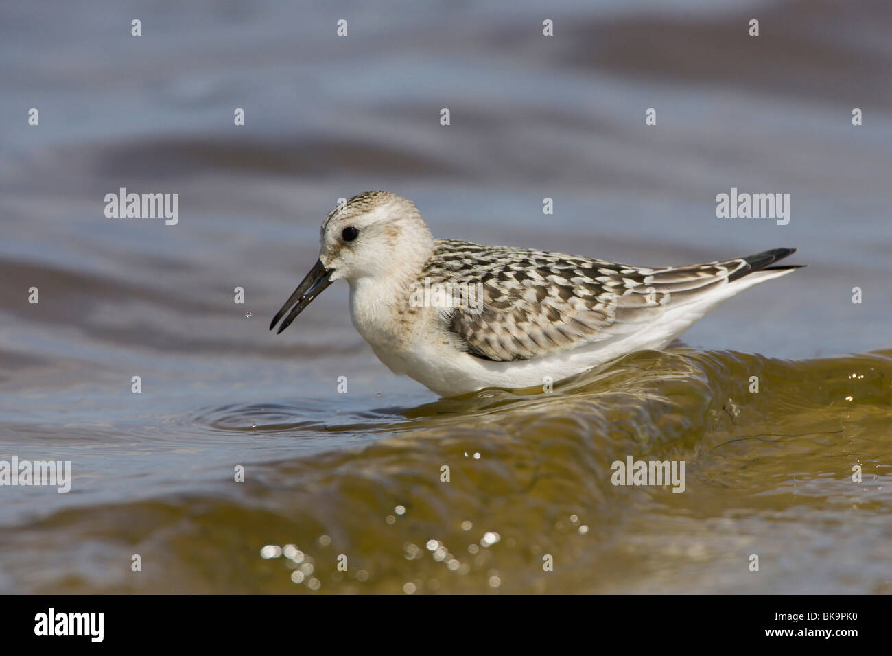 Fouraging juvenile Sanderling Stock Photo - Alamy
