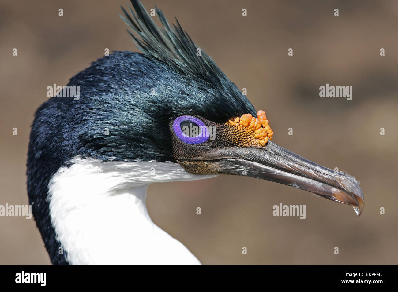 Shag Head And Crest Phalacrocorax High Resolution Stock Photography and ...