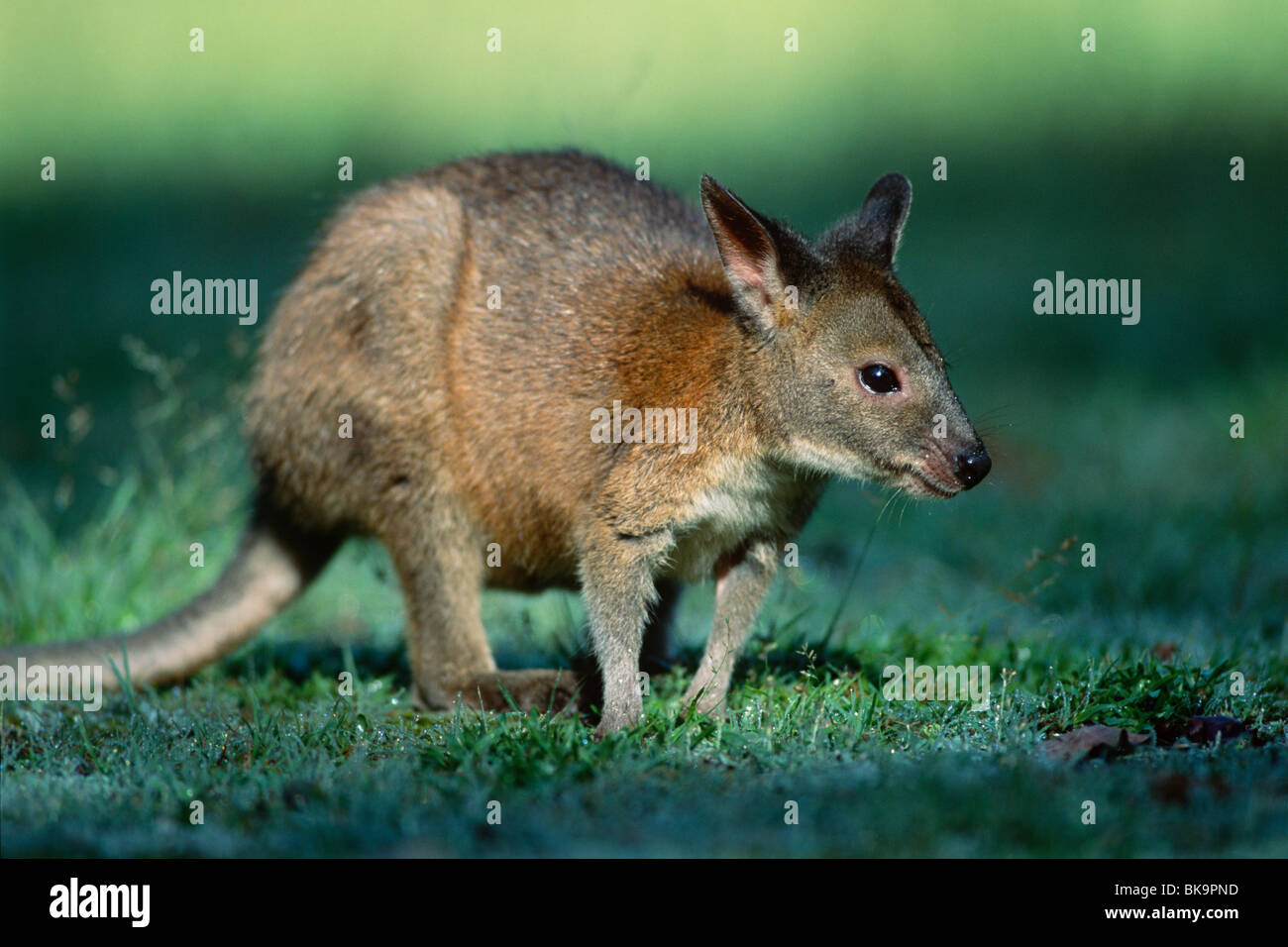 Red-necked Pademelon (Thylogale thetis), Lamington National Park ...