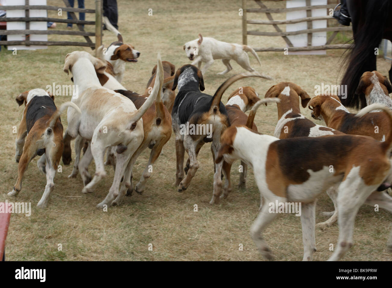 Excited beagles before the hunt Stock Photo - Alamy