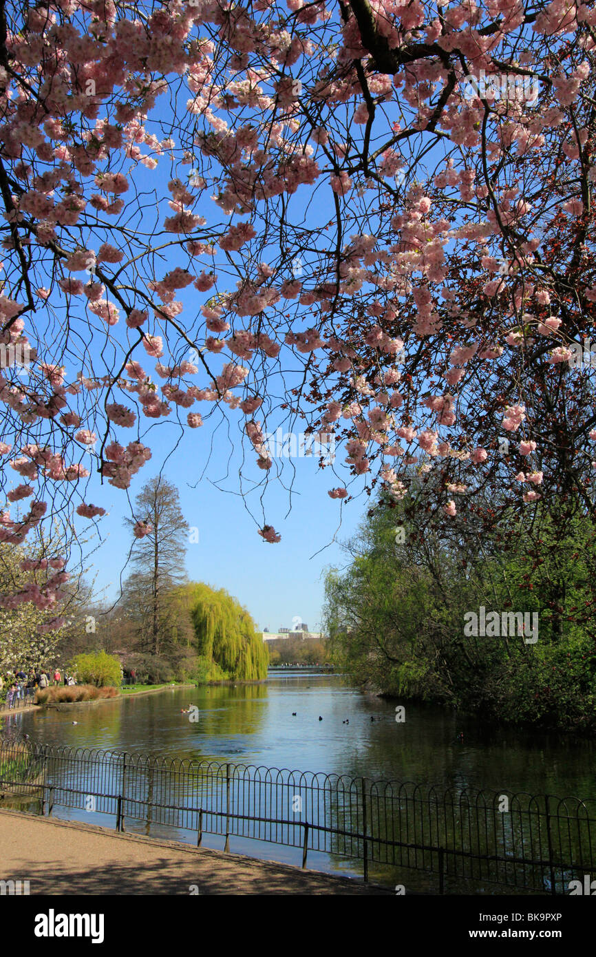 spring in st james's royal park london england uk gb Stock Photo - Alamy