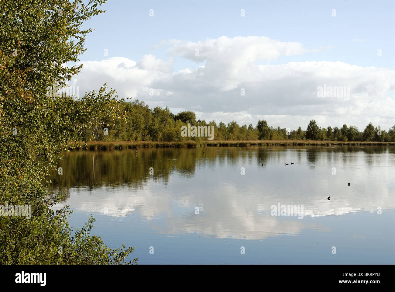 Reflection of trees and clouds in the lake Stock Photo - Alamy