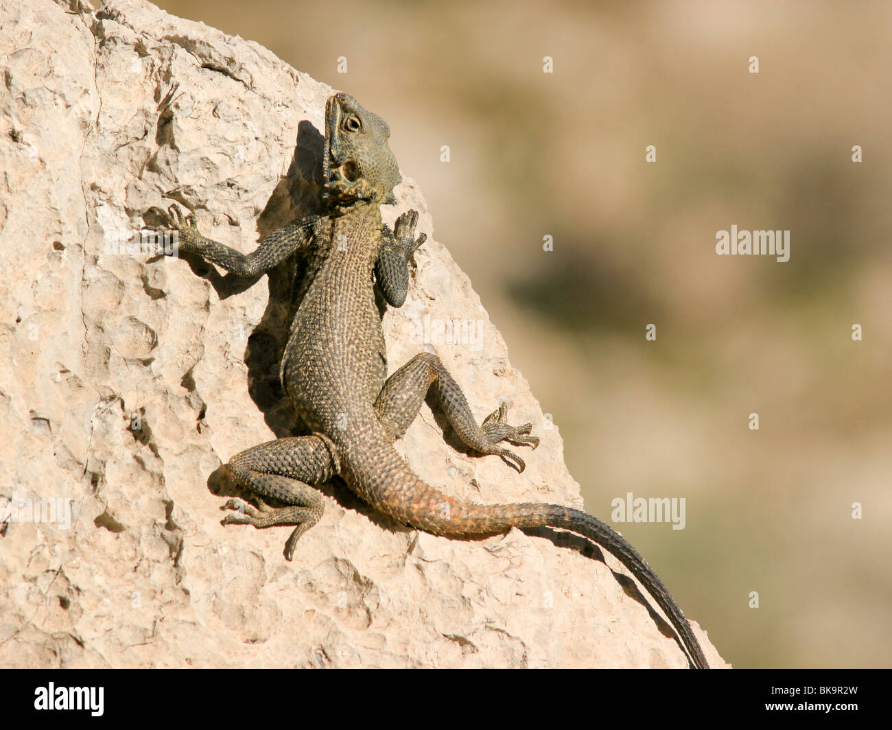A Large-scaled Rock Agama (Laudakia nupta) sunning on a large rock ...