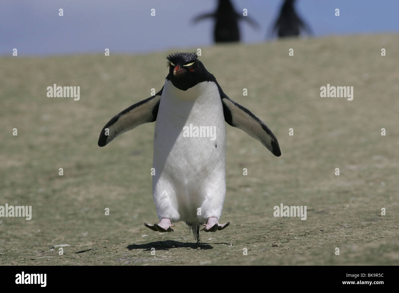 Rockhopper penguin jumping hi-res stock photography and images - Alamy