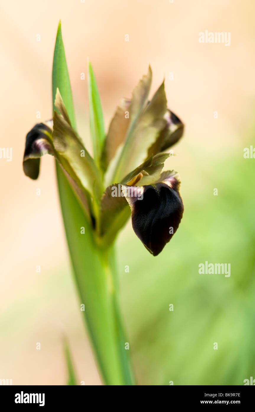 Widow iris, Hermodactylus tuberosa, in flower in spring Stock Photo - Alamy