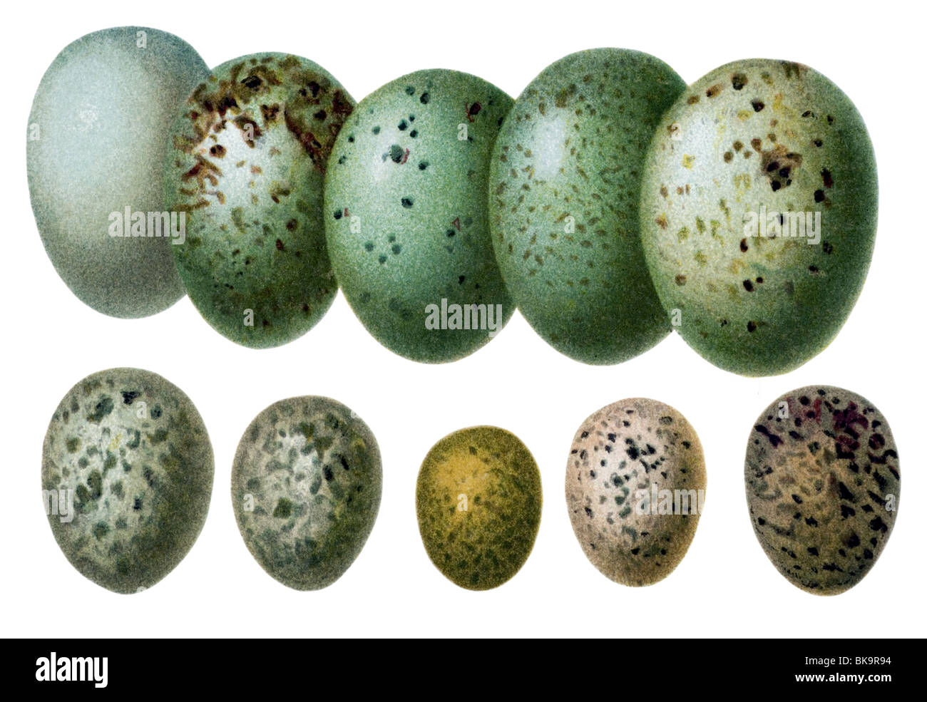 Rock of the birds Cut Out Stock Images & Pictures - Alamy