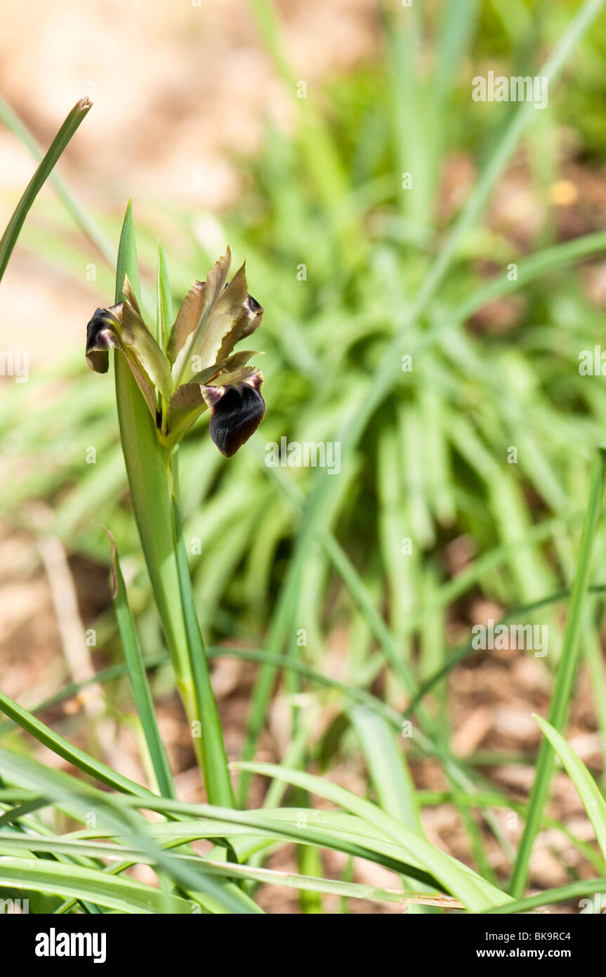 Widow iris, Hermodactylus tuberosa, in flower in spring Stock Photo - Alamy