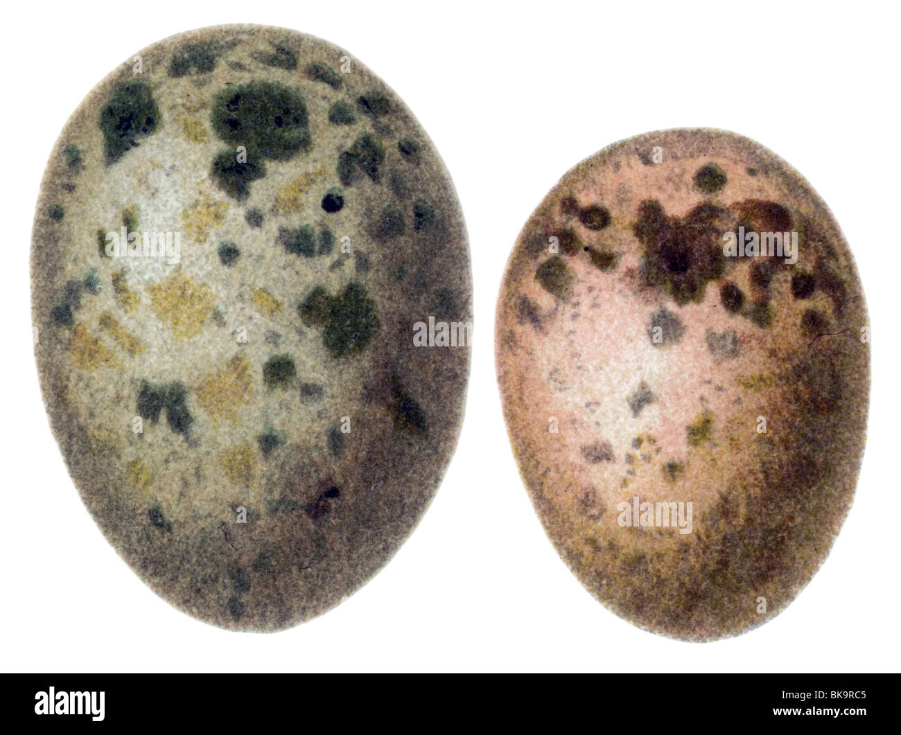 birds eggs 6 Stock Photo - Alamy