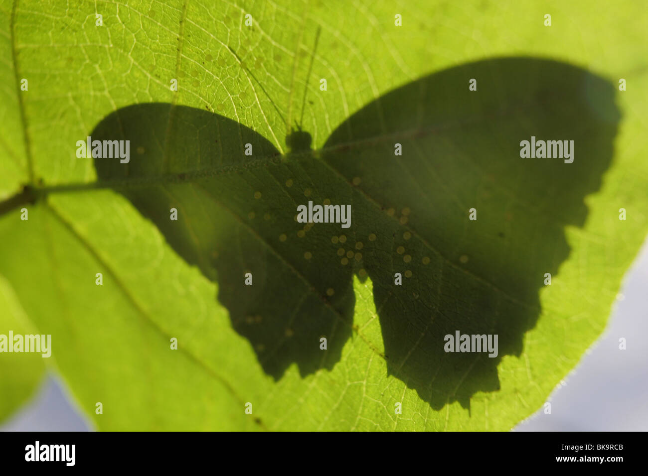 Butterfly shadow hi-res stock photography and images - Alamy