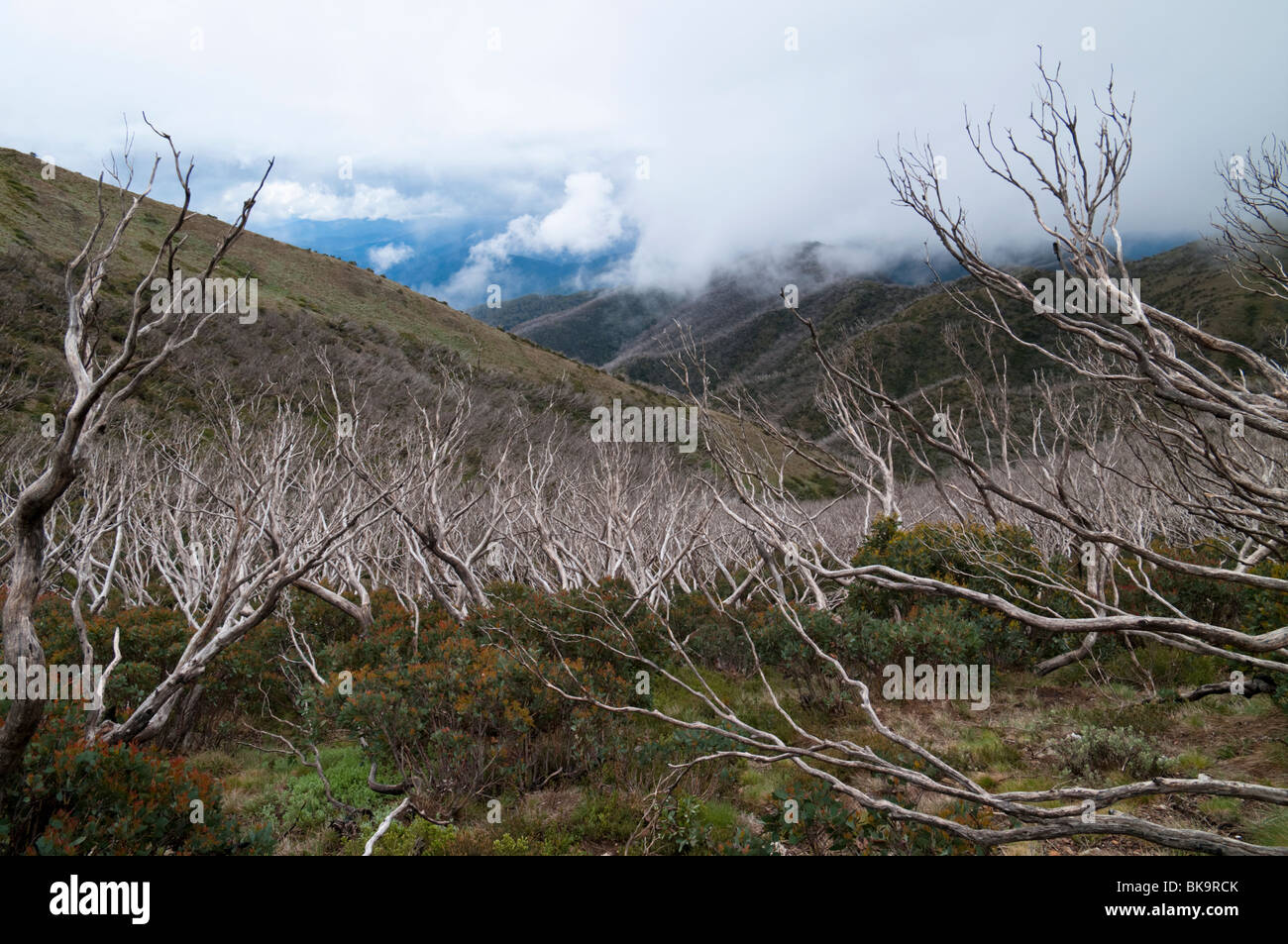 Burnt snow gums regenerating on Mt Feathertop Stock Photo - Alamy