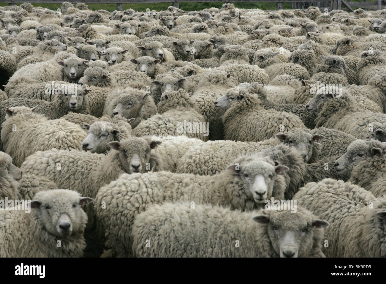 Counting Sheep Sleep