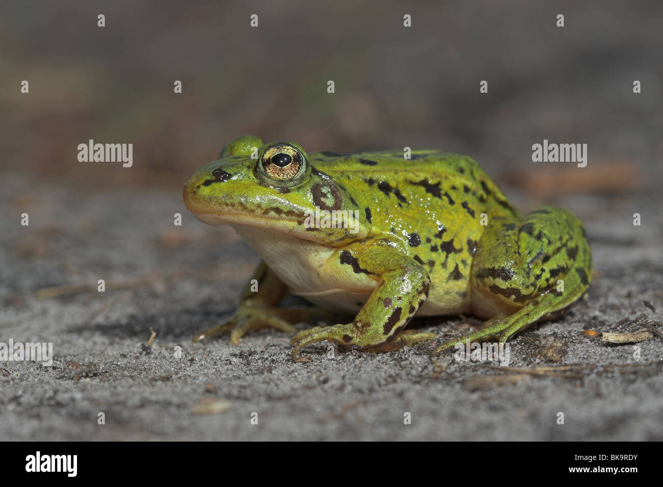 Edible Frog side view Stock Photo - Alamy