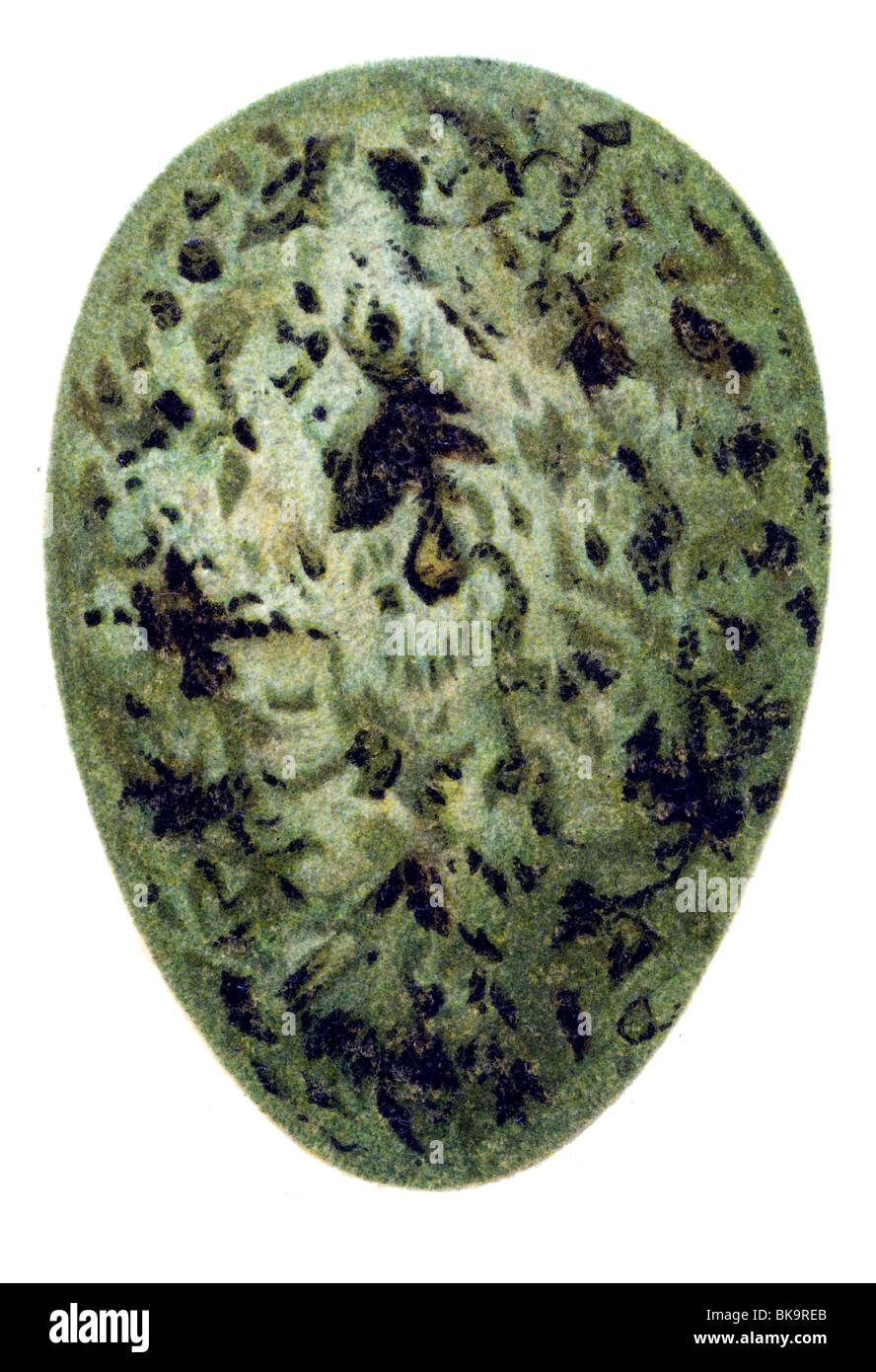 Old drawings birds hi-res stock photography and images - Alamy