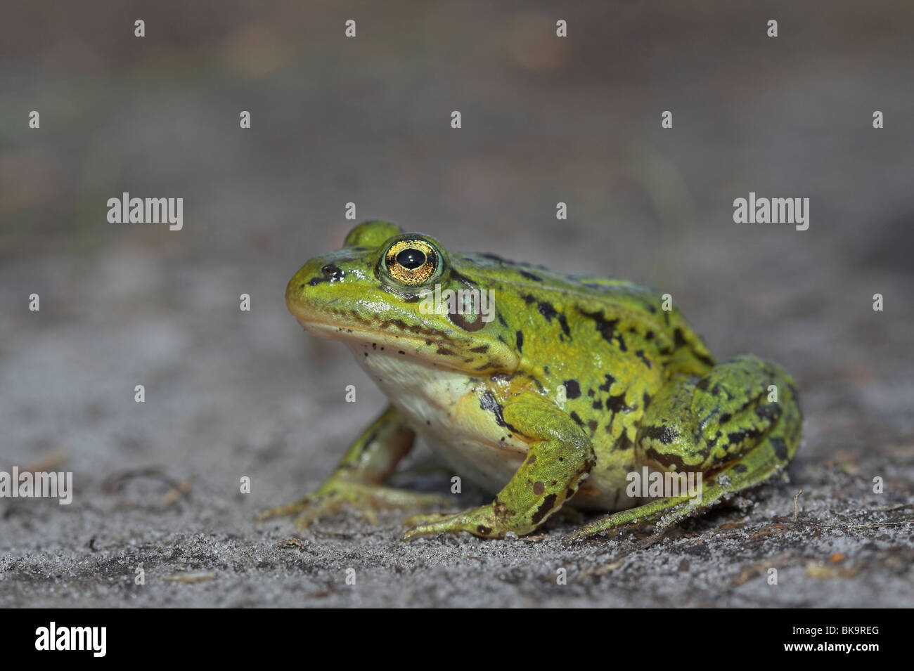 Edible Frog side view Stock Photo - Alamy