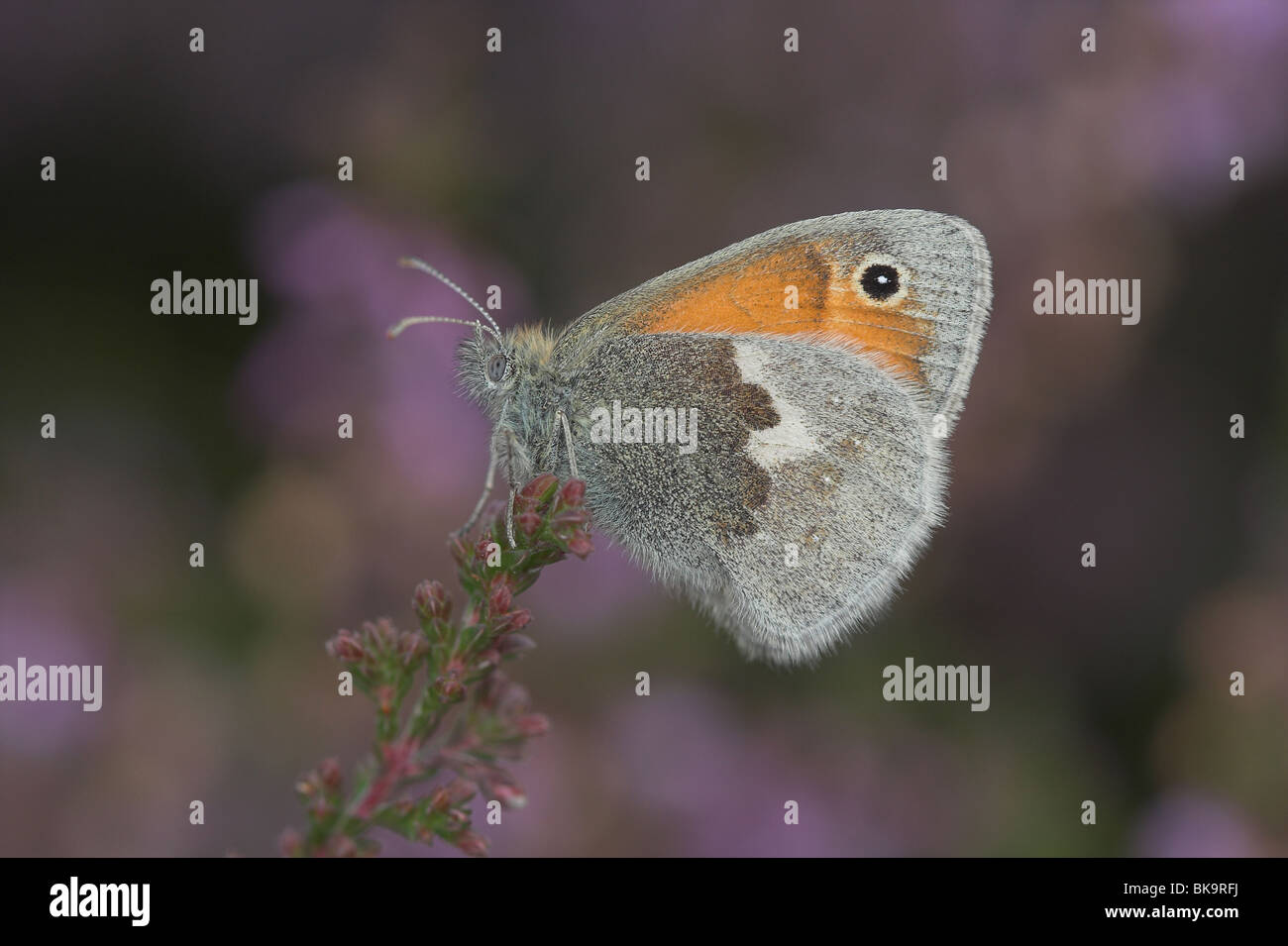 Small Heath side view Stock Photo - Alamy