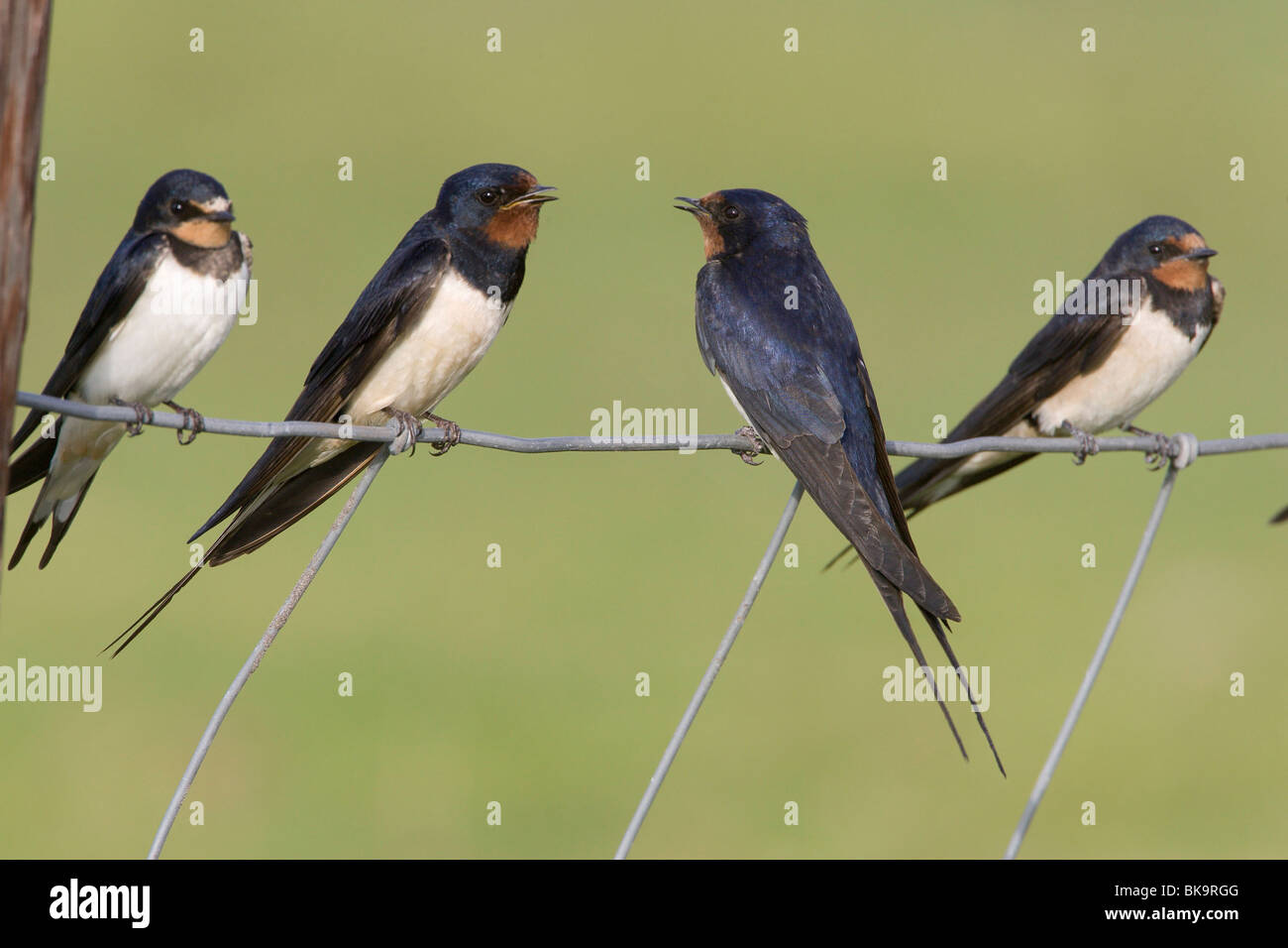 Adult singing Barn Swallows with youngsters Stock Photo - Alamy