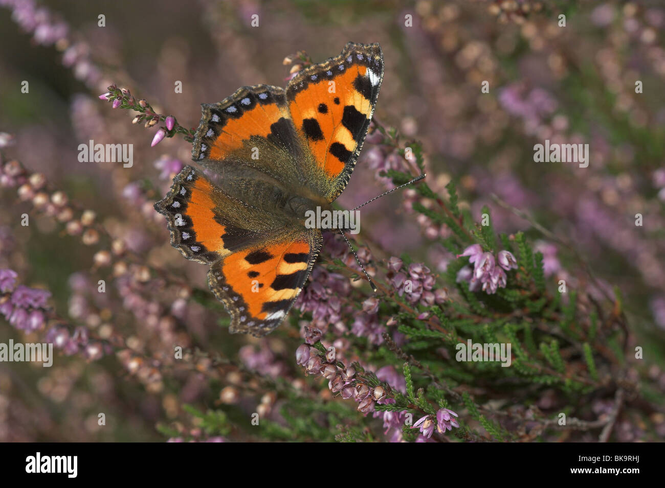 Upperwing hi-res stock photography and images - Alamy