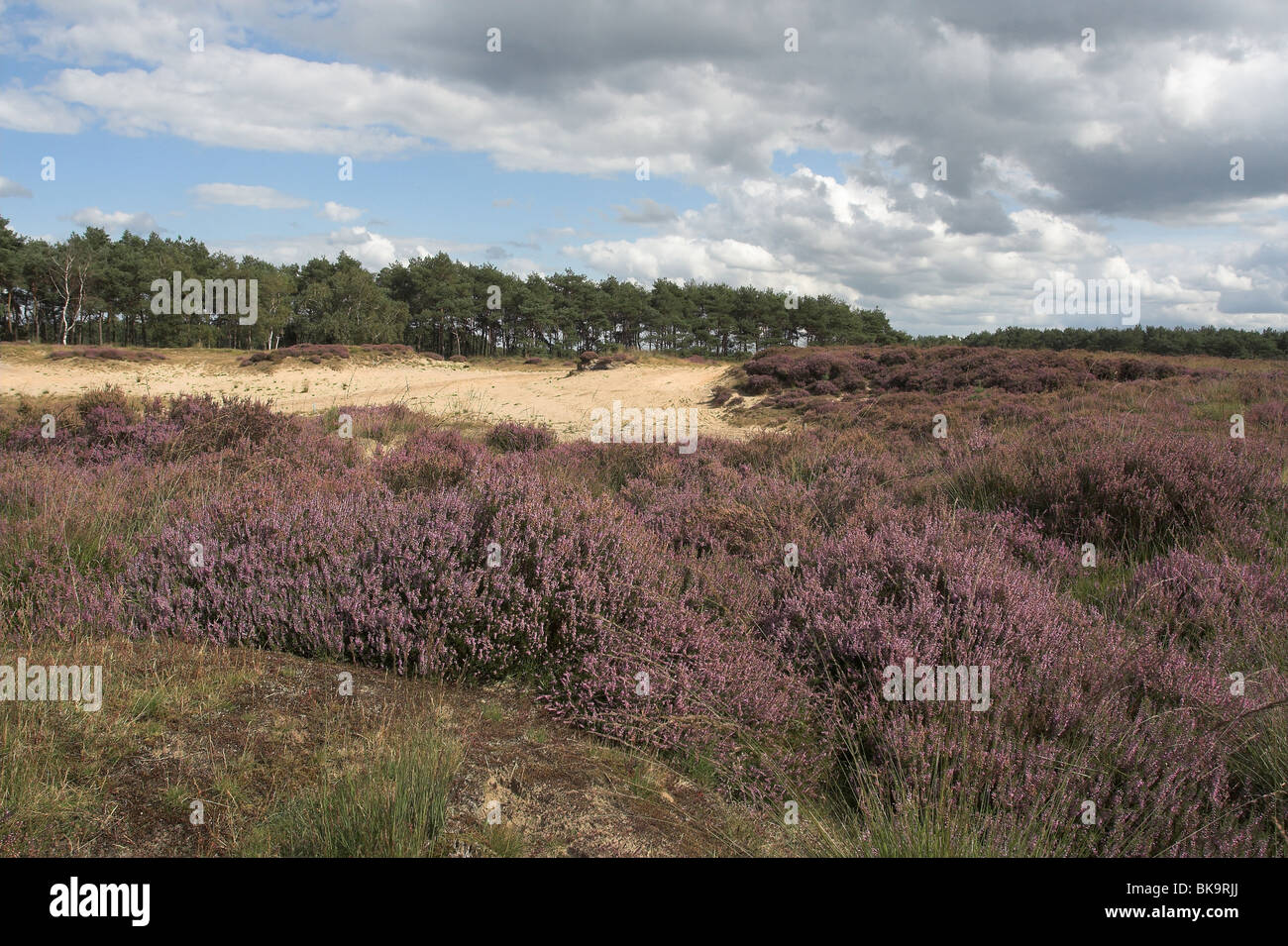 Sand drift and flowering heather Stock Photo - Alamy