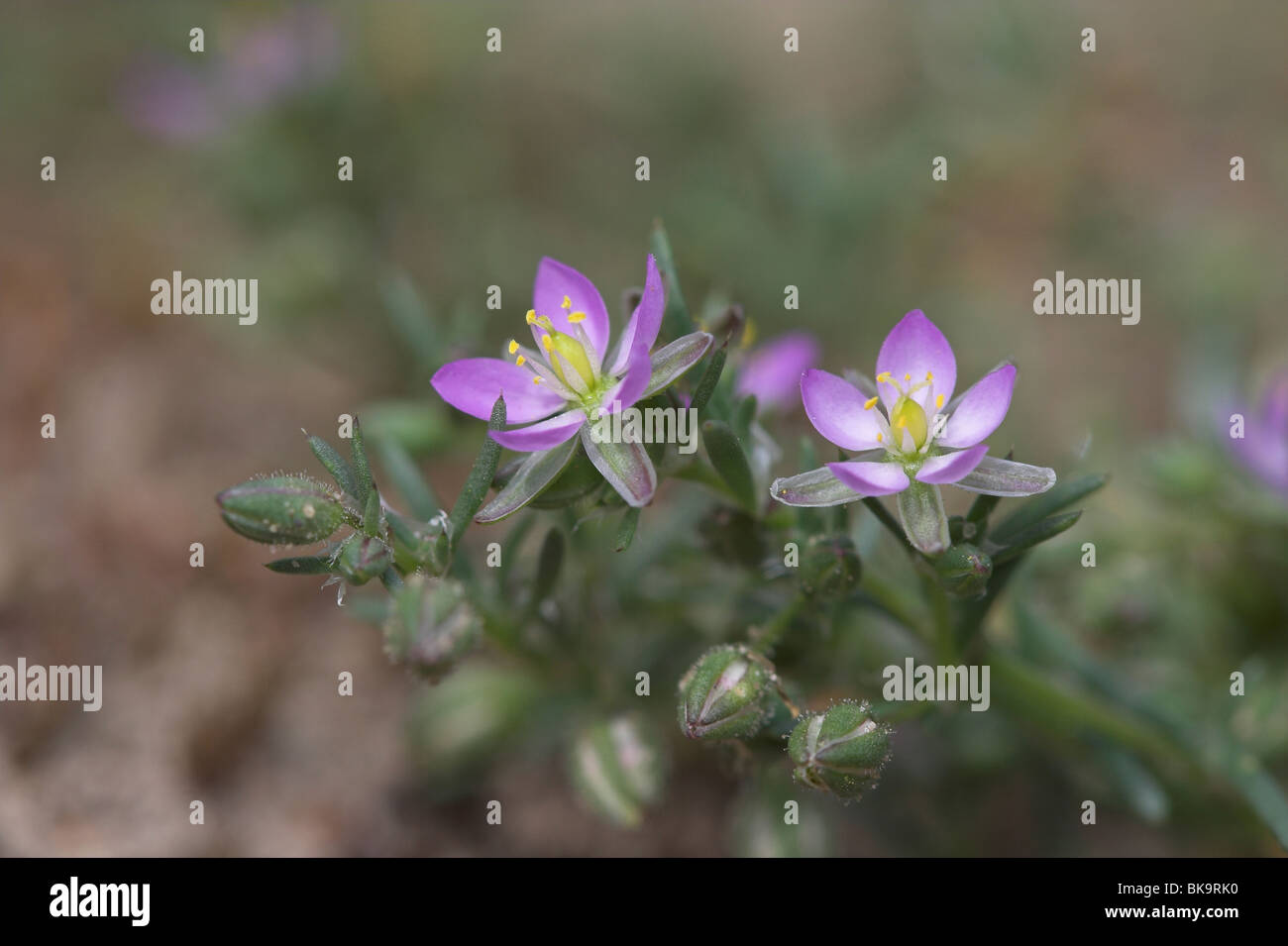 Spurry hi-res stock photography and images - Alamy