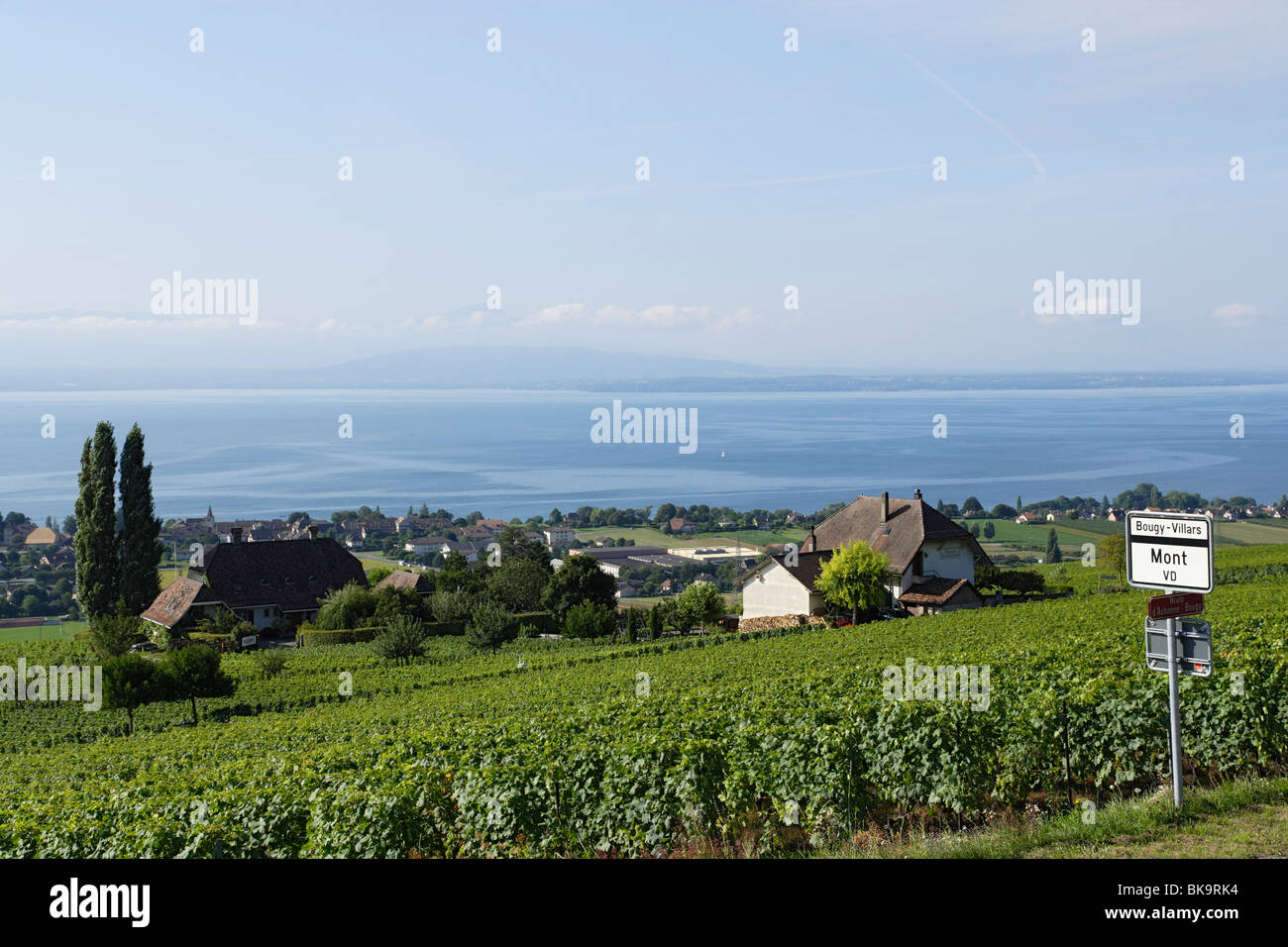 View over vineyards to Lake Geneva, La Cote, Canton of Vaud ...