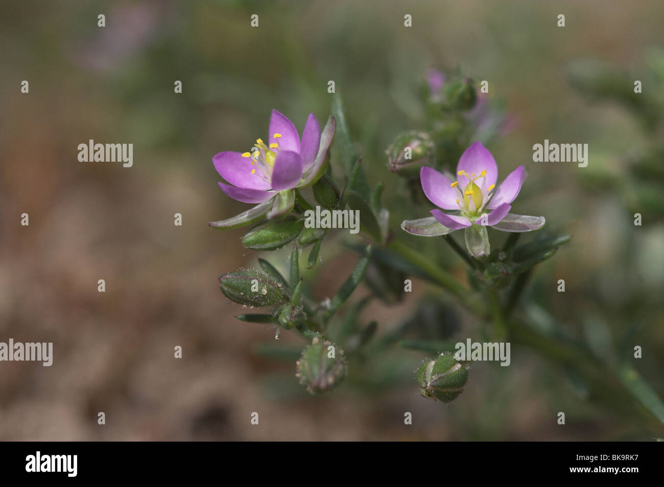 Spurry hi-res stock photography and images - Alamy