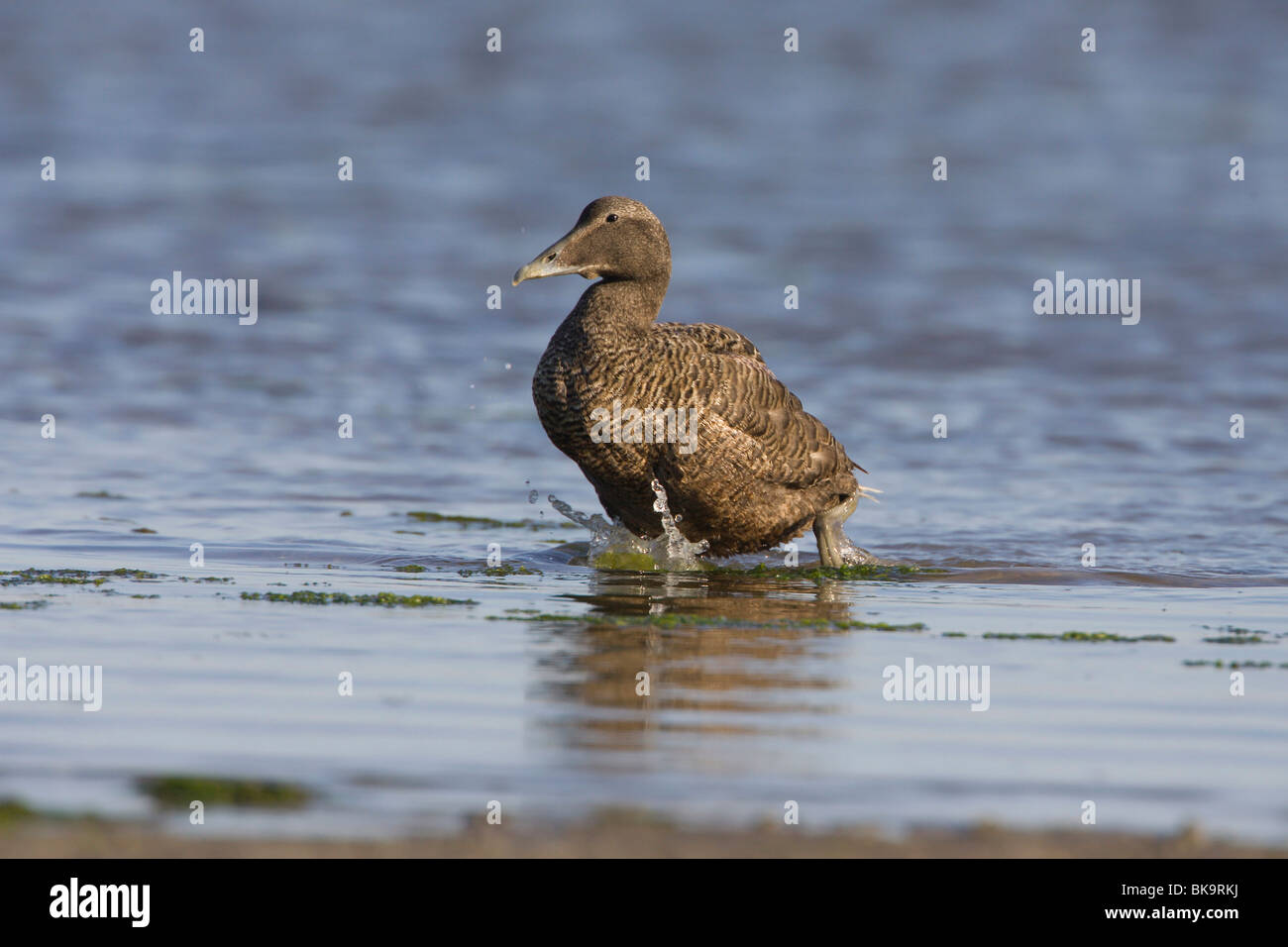 Female Common Eider on land Stock Photo - Alamy