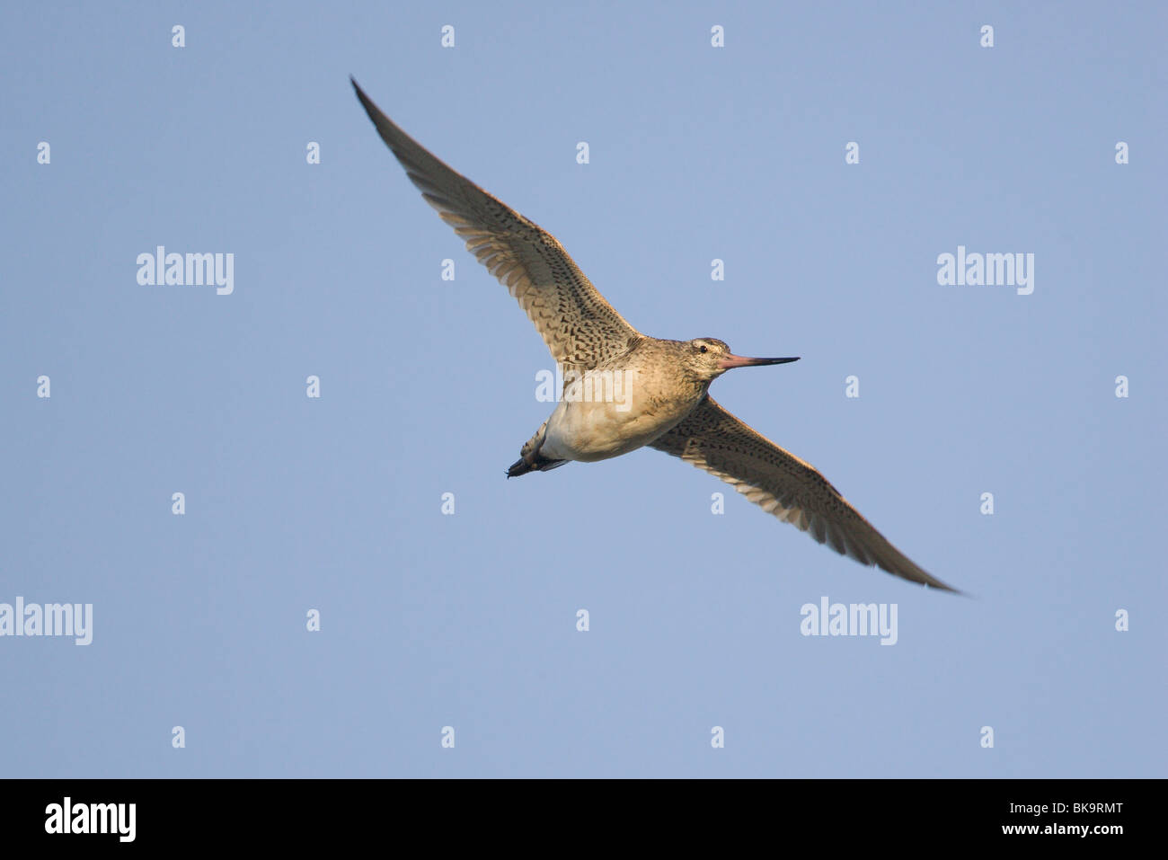 Flying Bar-tailed Godwit Stock Photo - Alamy