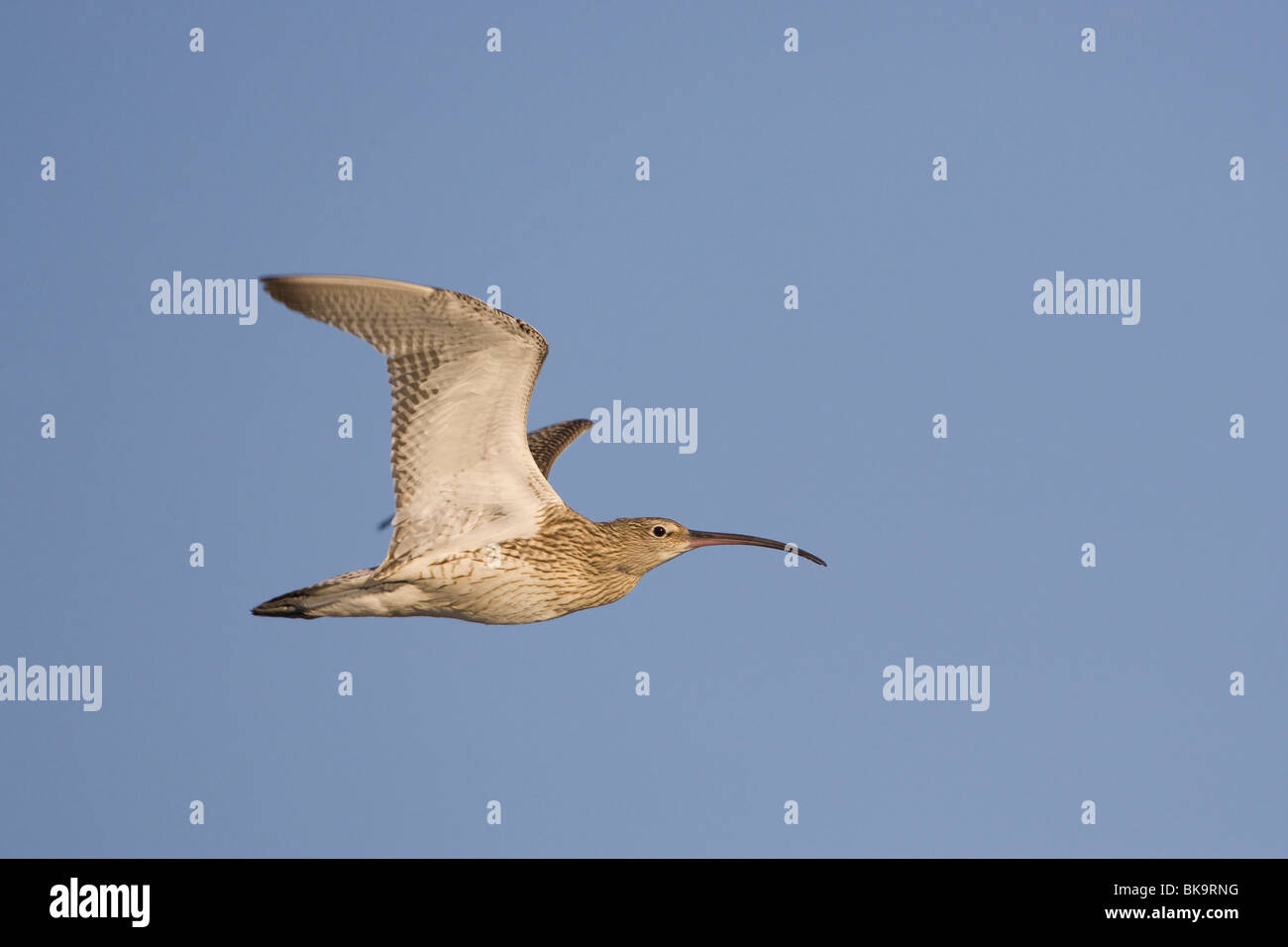 Flying Eurasian Curlew Stock Photo - Alamy