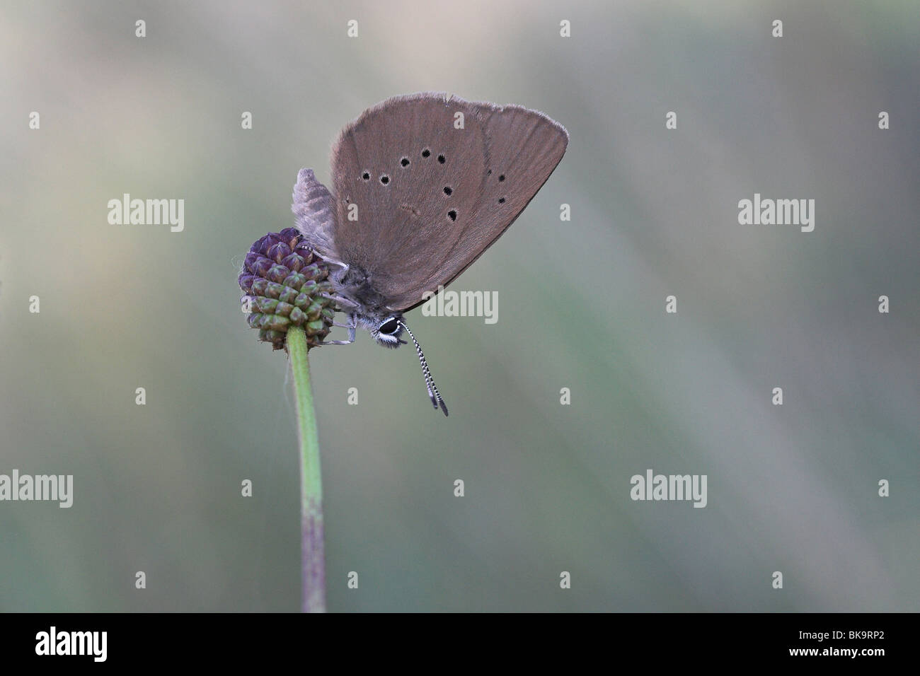 Dusky large blue hi-res stock photography and images - Alamy