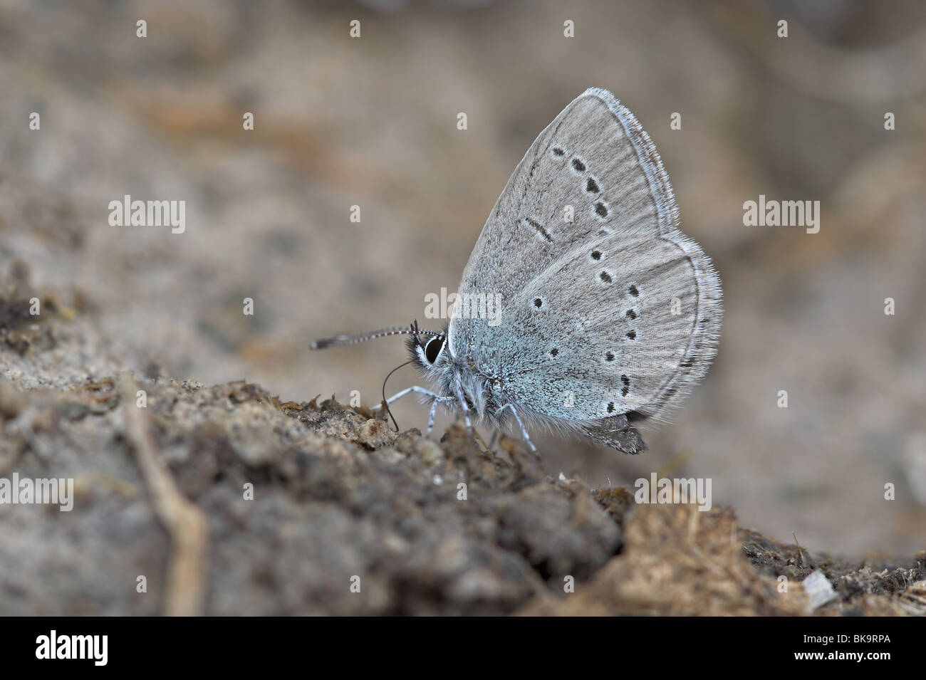 Little Blue underwing view Stock Photo - Alamy