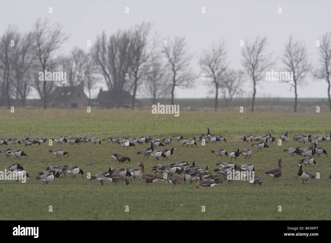 Brent geese migration hi-res stock photography and images - Alamy