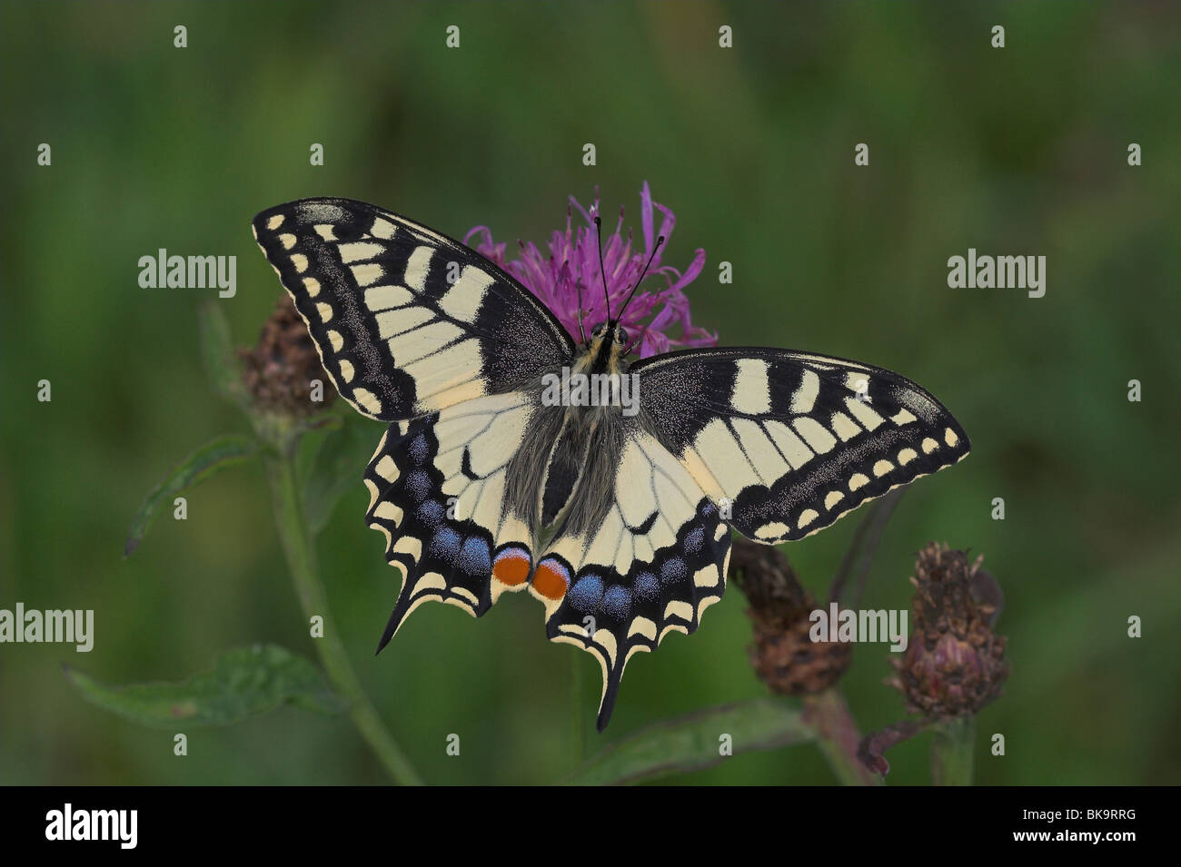 Brown swallowtails butterfly hi-res stock photography and images - Alamy