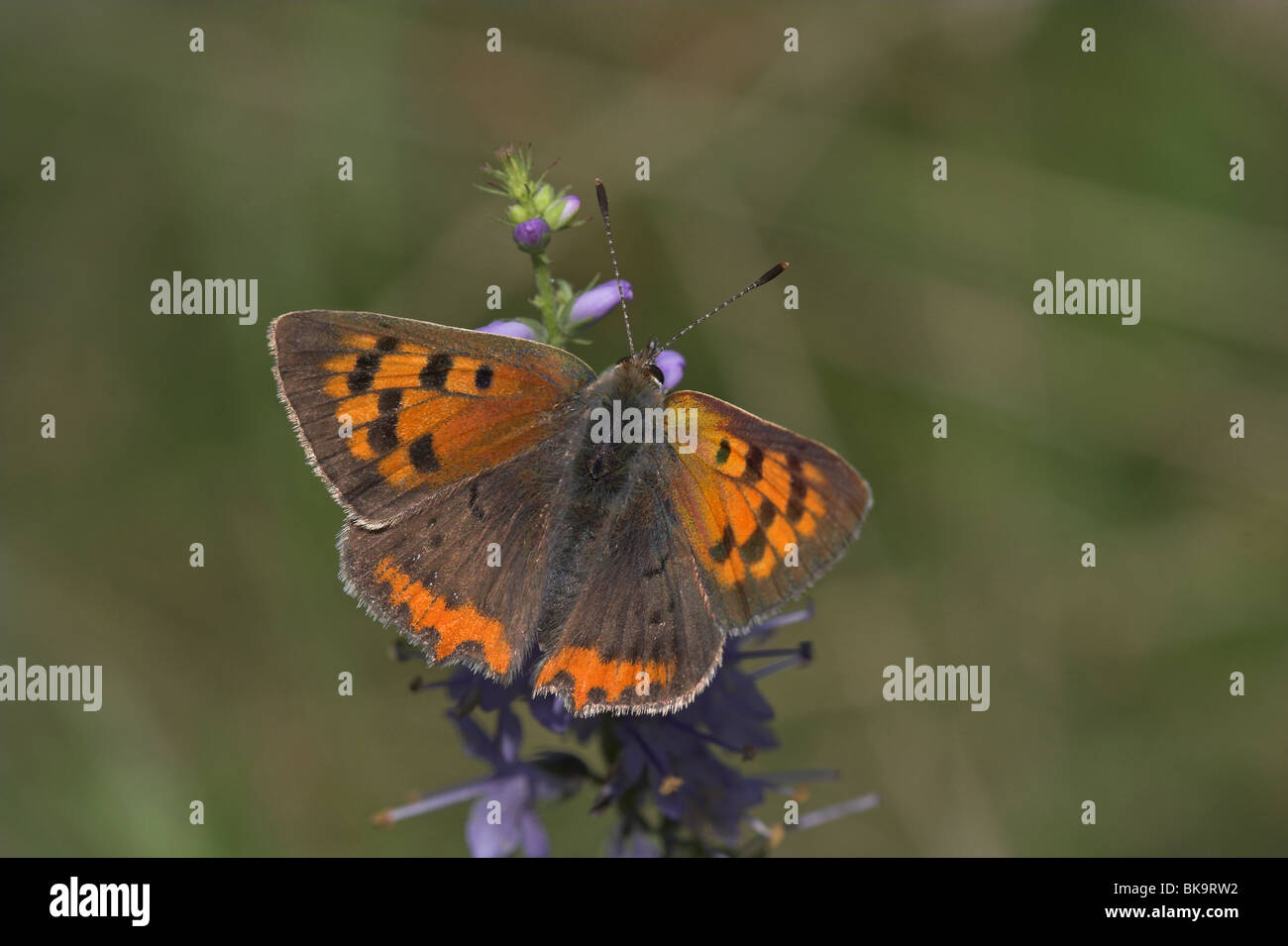 Small copper hi-res stock photography and images - Alamy