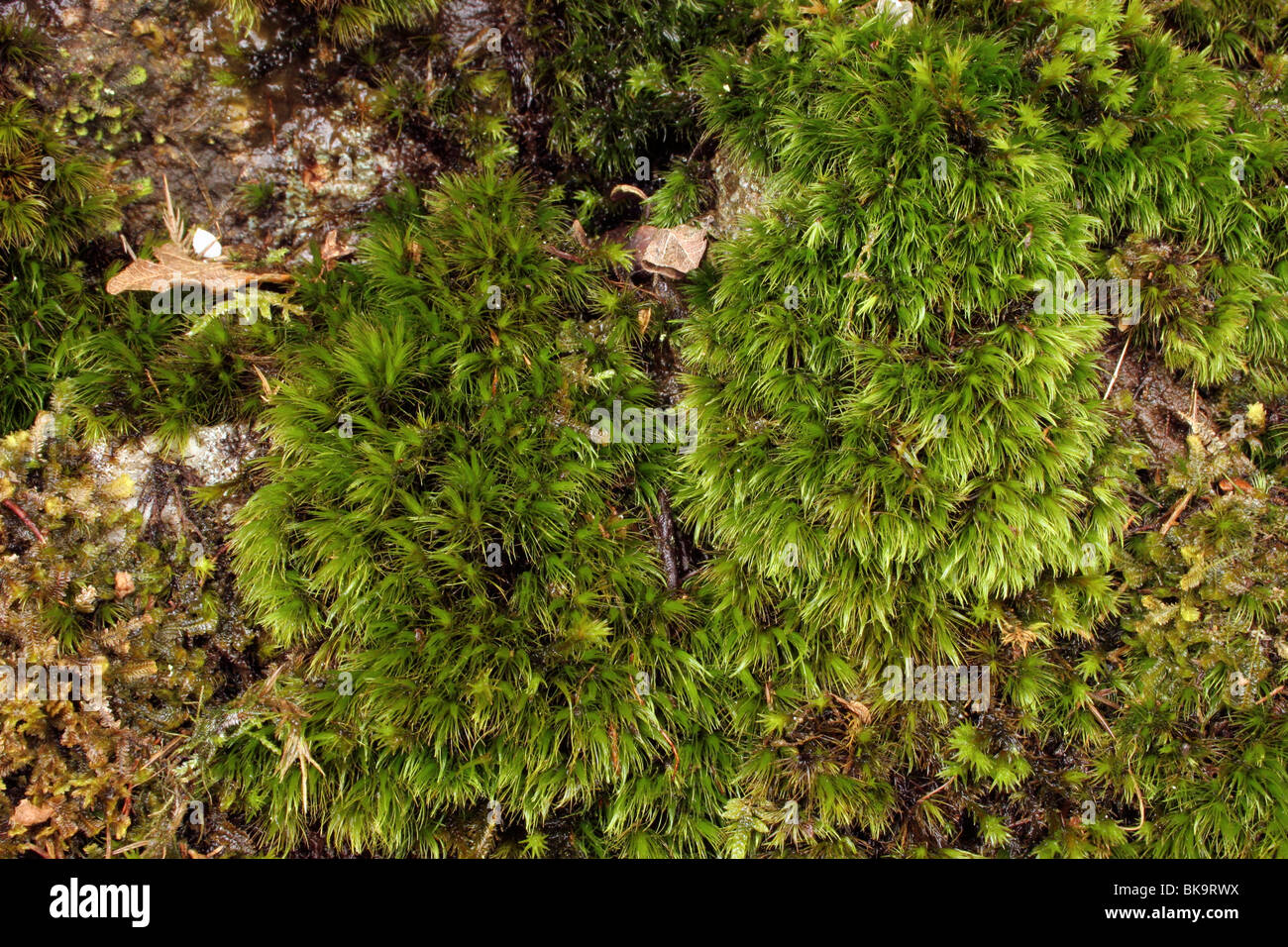 Sharp-leaved blindia moss (Blindia acuta) on a wet cliff, UK Stock ...