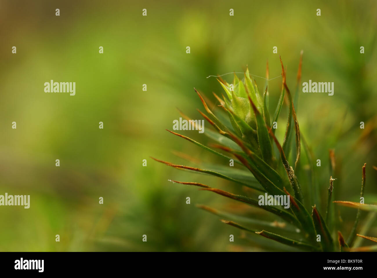 Antheridium High Resolution Stock Photography and Images - Alamy