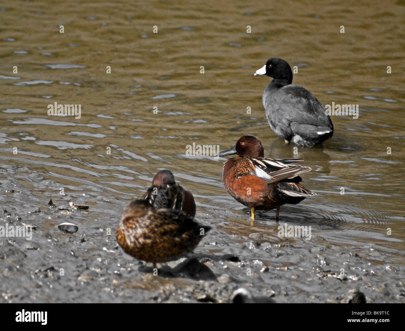 Ducks. Cinnamon teal, Coot Stock Photo - Alamy