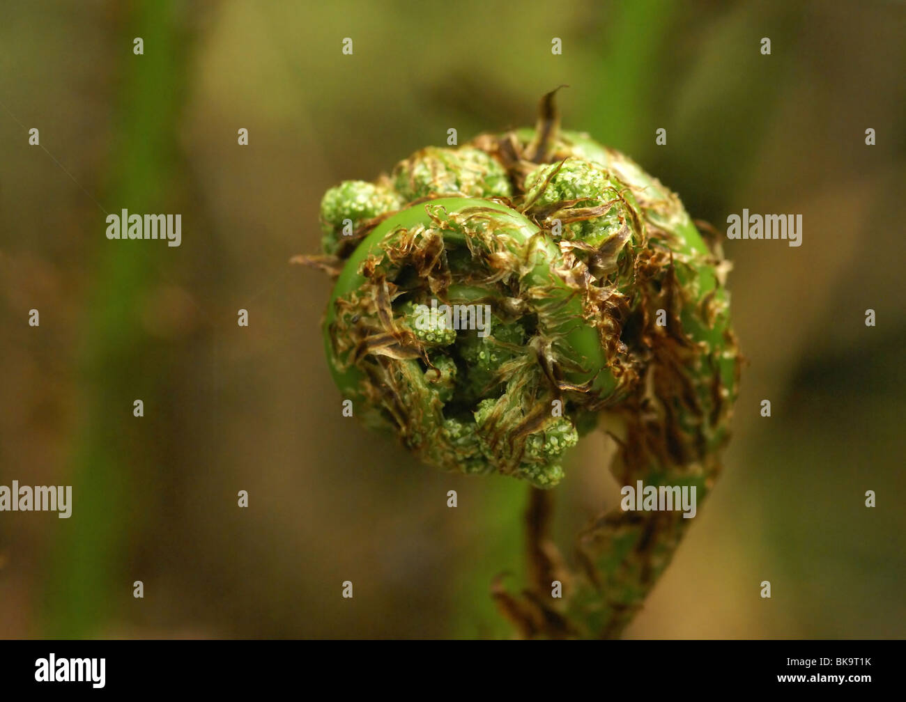 Macro of a fern leaf Stock Photo - Alamy