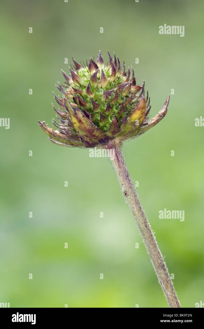 The Devil's-bit has left off. Age is a heavy burden but has her beauty ...