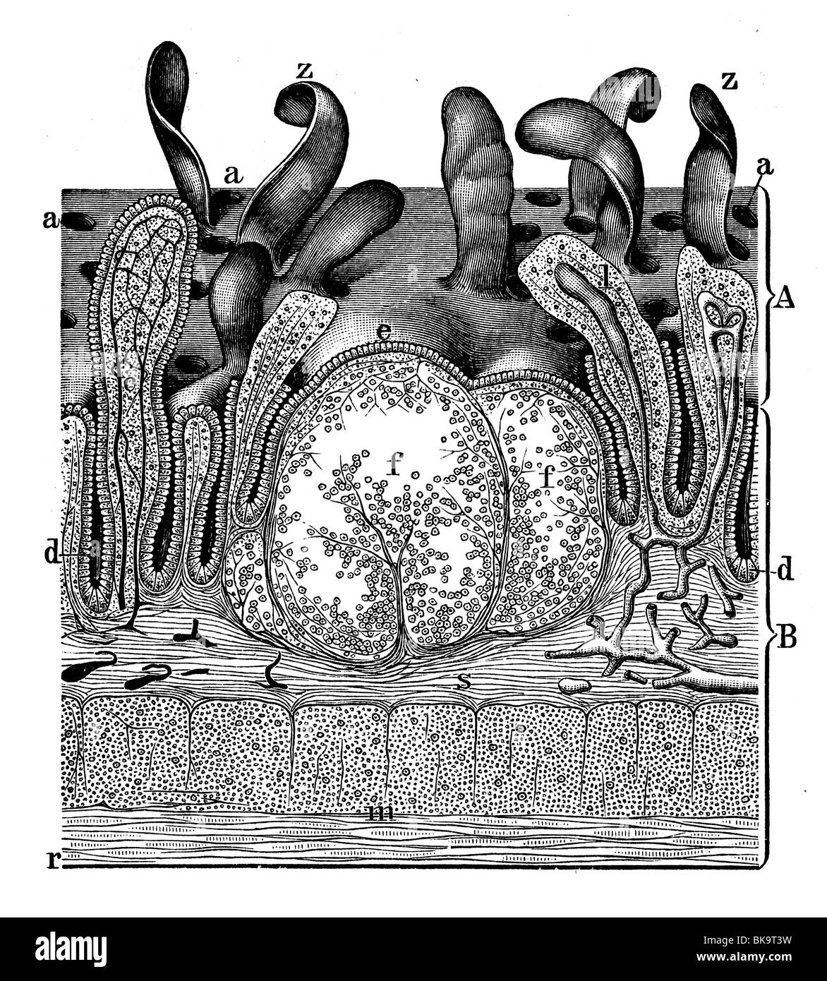Small prints Black and White Stock Photos & Images - Alamy