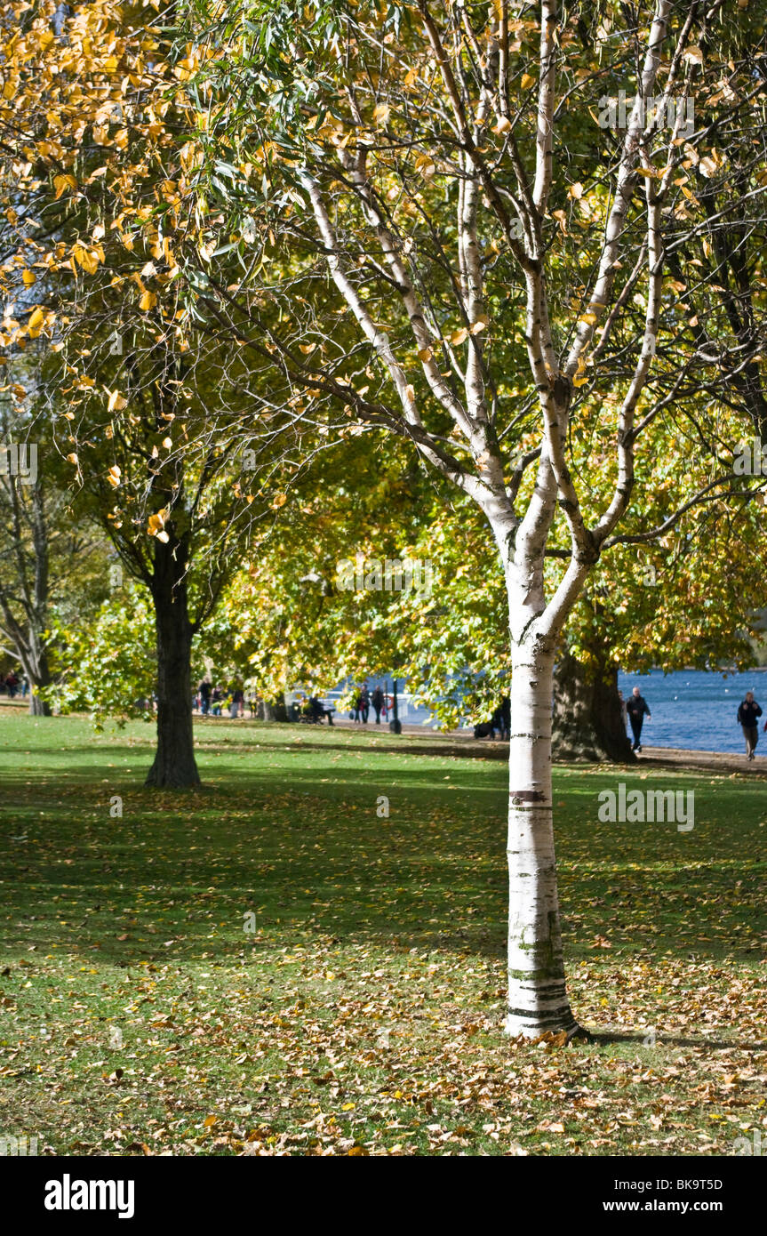 Silver Birch Autumn High Resolution Stock Photography and Images - Alamy