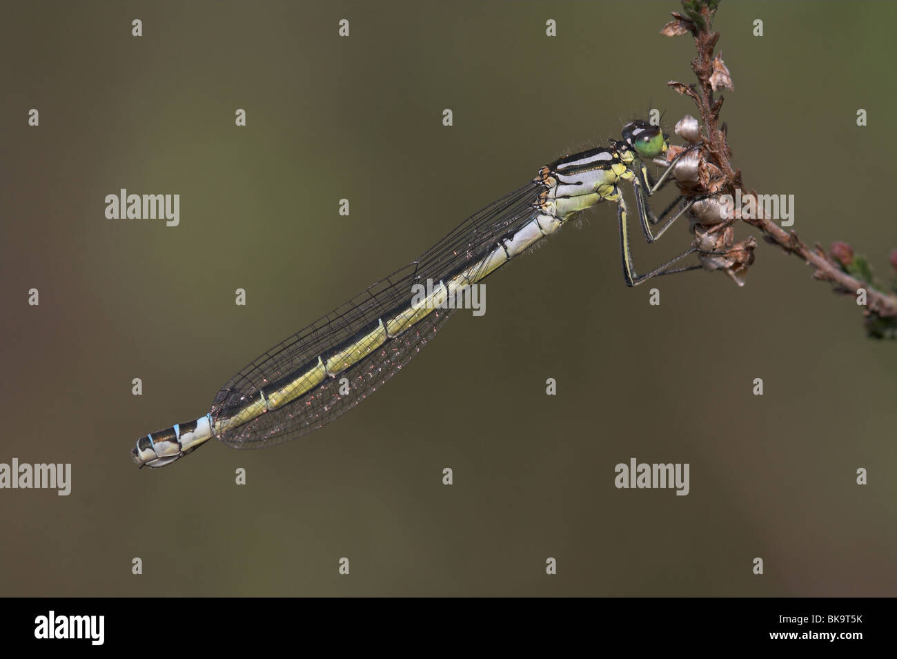Irish Damselfly female side view Stock Photo - Alamy