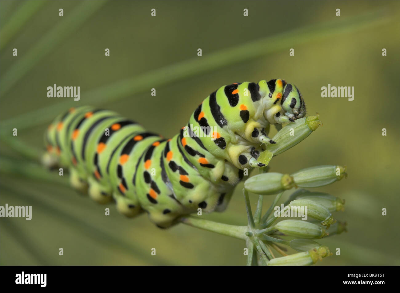 Caterpillar of the Swallowtail eating Stock Photo - Alamy