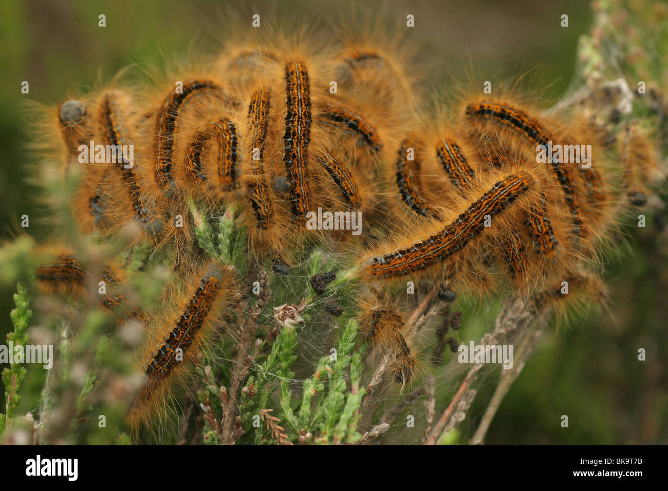 Lackeys hi-res stock photography and images - Alamy
