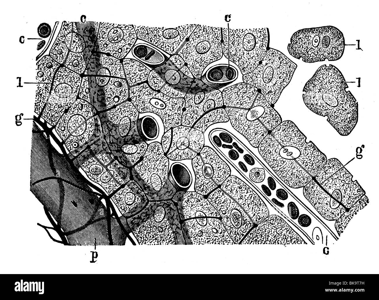 Human Liver Cross Section Stock Photos & Human Liver Cross Section ...