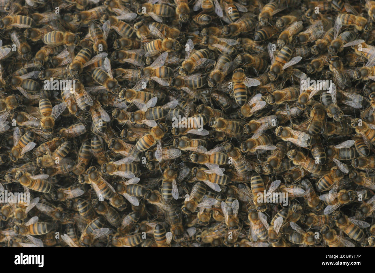 Large number of Honey Bees (Apis Mellifera Stock Photo - Alamy