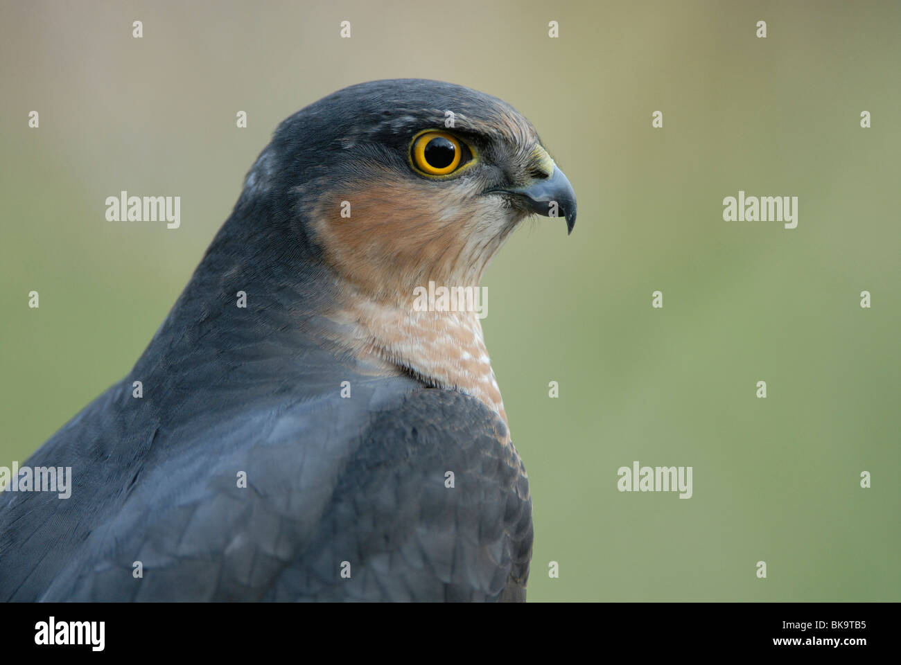 Side view adult male sparrow hawk hi-res stock photography and images ...